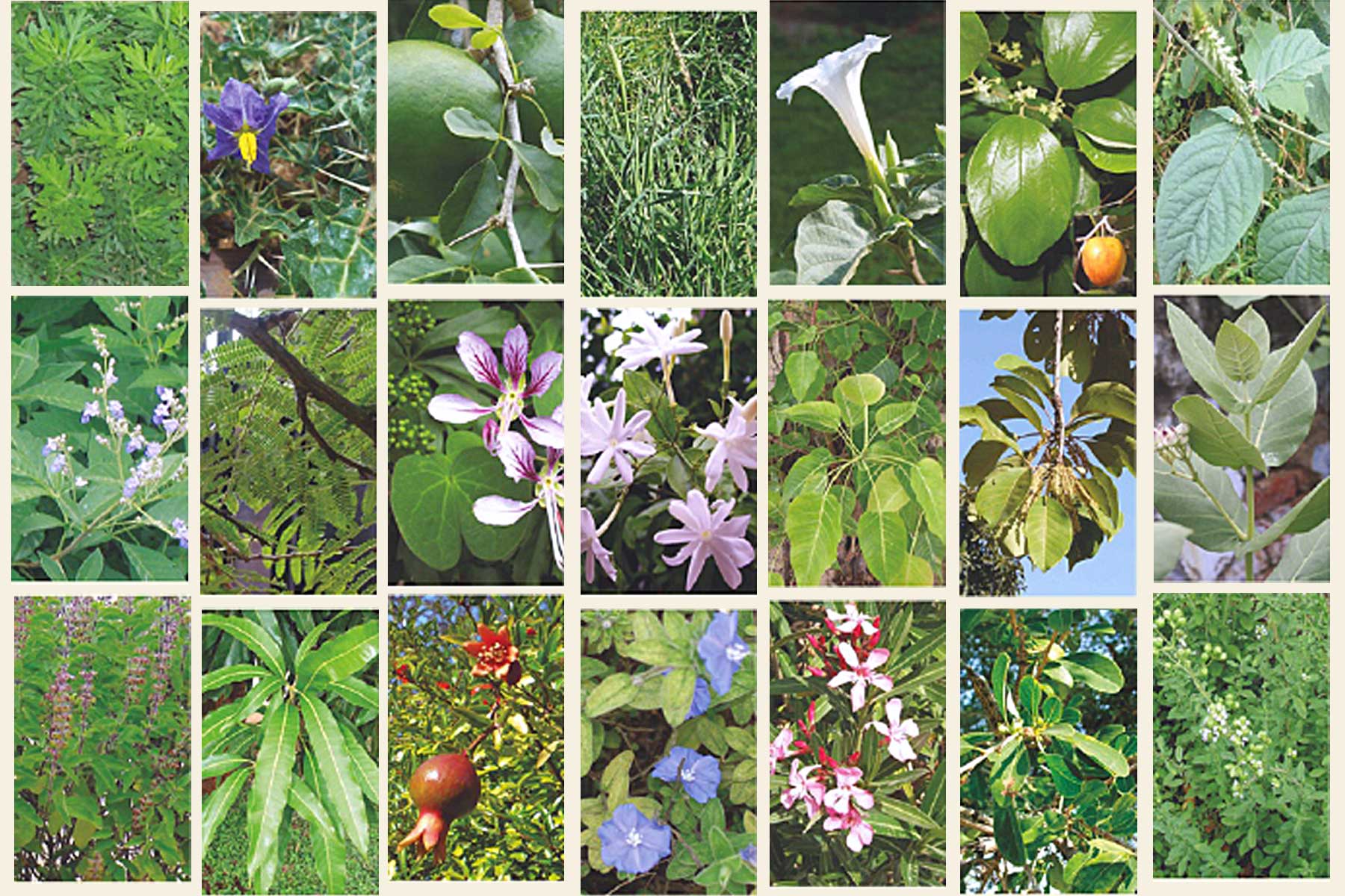 Tree Plantation: The Best Astrological Remedy in Modern Times